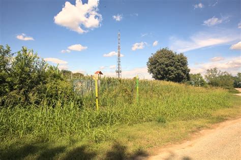 Worn Country Road Next To A Corn Field And A Grove Bordered By An