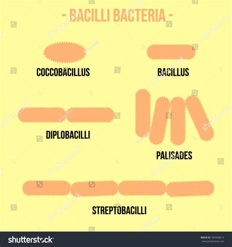 Kind Bacilli Bacteria Vector Eps 8 Stock Vector Royalty Free
