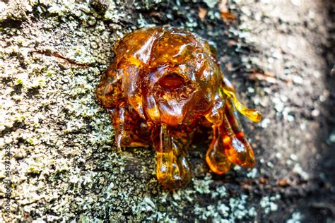 Beautiful Sticky Yellow And Transparent Sap Tree Accumulated On The Wound Of The Tree Bark Stock