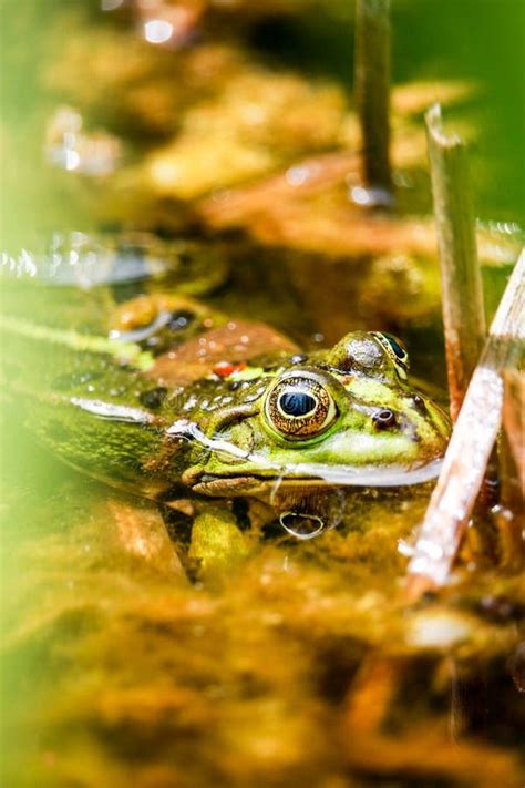 385 Frog Lily Pad Pond Water Nature Wildlife Photos Free And Royalty