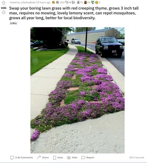 Tips For Growing Creeping Thyme Plants Mygardenlife 44 Off