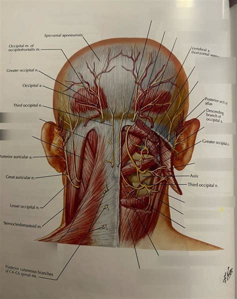 Suboccipital Netters Diagram Quizlet