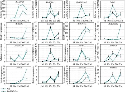 Expression Of 16 Maize Starch Biosynthesis Genes During Endosperm