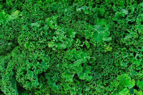 What Is Kale