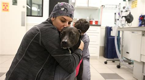 Urgent Care Clinicians Bluepearl Pet Hospital Careers