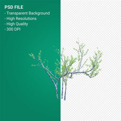Premium Psd Tree D Render Isolated