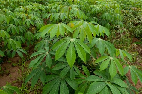 5x Cuttings Sweet Yuca Cassava Manihot Esculenta Tree Plant Root