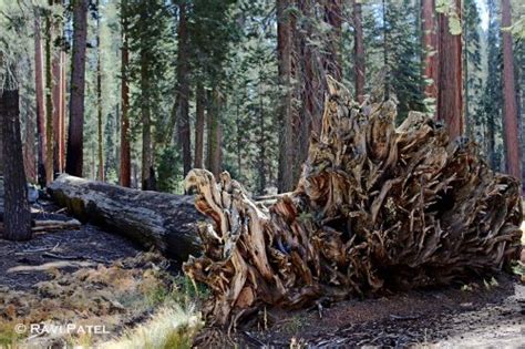 Roots Of A Sequoia Photos By Ravi