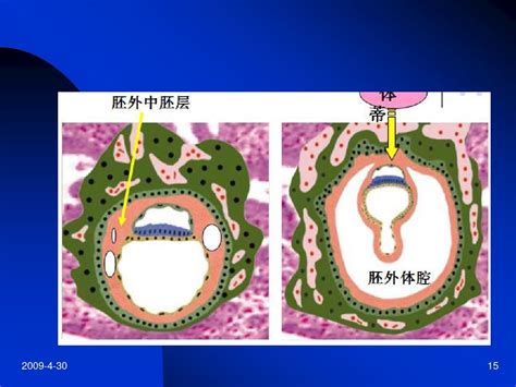 眼科学基础 word文档在线阅读与下载 无忧文档