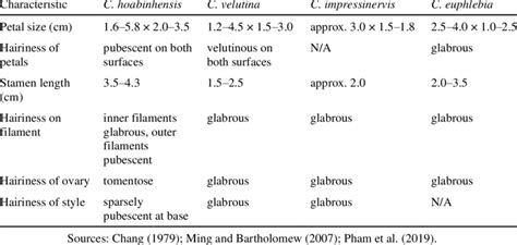 morphological comparison of camellia hoabinhensis c velutina c