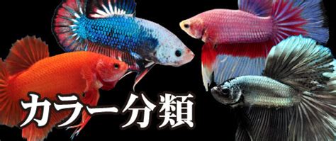 ベタ｜神畑養魚株式会社