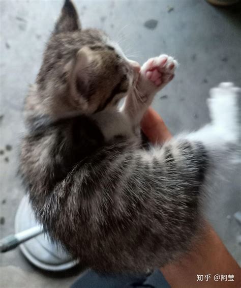 我的小猫咪回喵星了 知乎