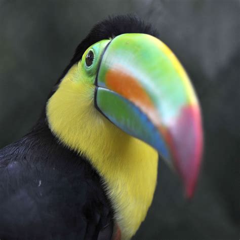 Keel Billed Toucan Rainforest Alliance Para Empresas