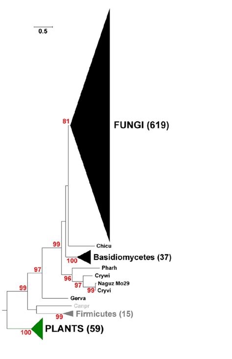 Phylogenenetic Representation Of Putative Type Iii Polyketide Synthase Download Scientific