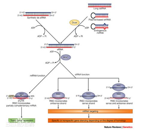 实验中如何使用过表达，rnaicrispr技术有效调控基因表达