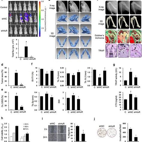 Hur Knockdown Prevents Bone Metastasis Of Breast Cancer Cells In Mice