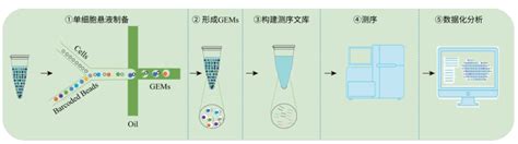 新品上线 百创dg1000单细胞转录组测序重磅来袭 百创智造