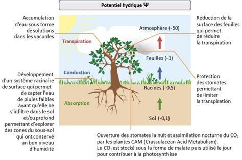 Potentiel hydrique et principaux processus dadaptation des plantes à