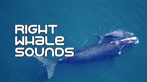 Right Whale Underwater Sounds YouTube