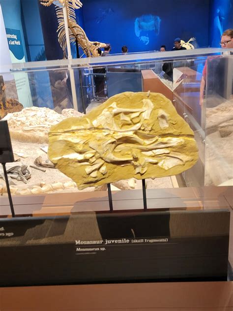 Juvenile Mosasaur Skull Fragments By Xela The Conqueror On Deviantart