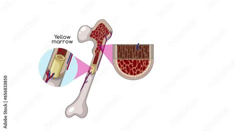 Medical Education Animation Showing The Process Of Stem Cell