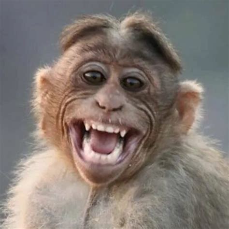 Laughs By KLOODY Sound Effect Meme Button For Soundboard Tuna
