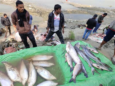 Ahead Of Uruka Feast Markets Chock A Block With People Giant Fishes