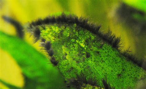 Black Beard Algae In Aquariums How To Remove And Prevent It