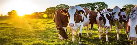 Dairy Research Ireland