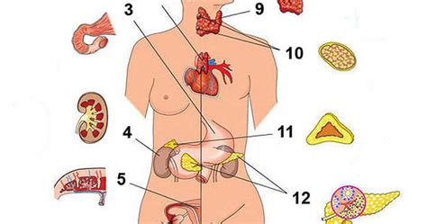 8 клас Ендокринна регуляція Тест на 13 запитань Біологія