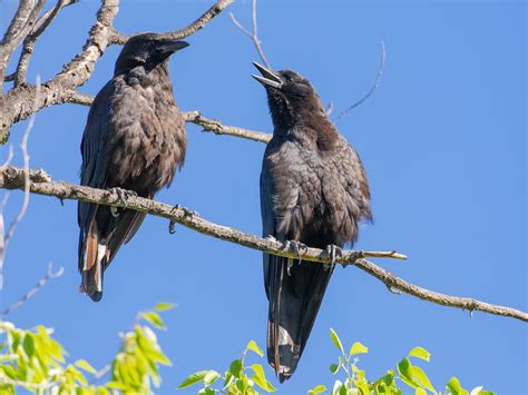 Crow Nesting Behavior Location Eggs Faqs Birdfact
