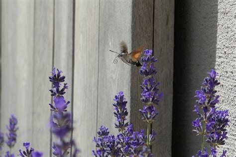Hummingbird Hawk Moth Insect Free Photo On Pixabay Pixabay