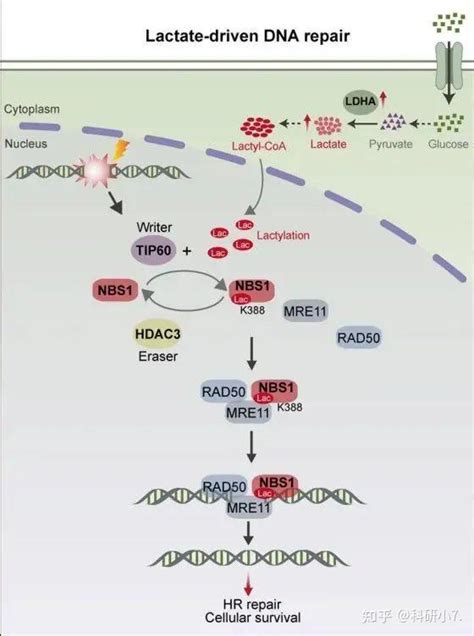中标107项的国自然热点：乳酸化修饰该如何研究？10篇高分文献进行助力 知乎