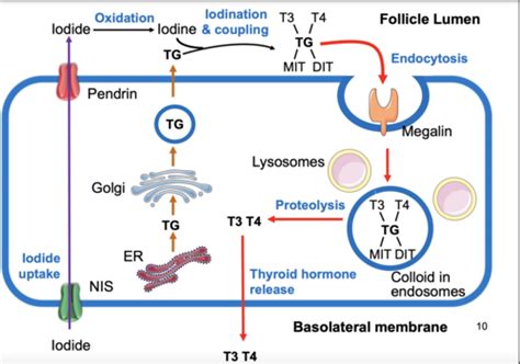 31 Thyroid And Antithyroid Drugs Flashcards Quizlet