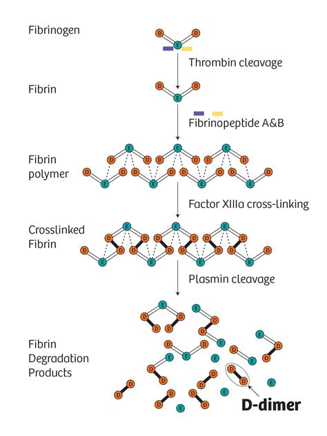 D Dimer Testing