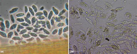 Rapid Blight Penn State Turfgrass Pest Diagnostic Lab