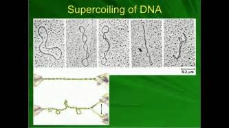 Supercoiled Dna Size At Christina Button Blog
