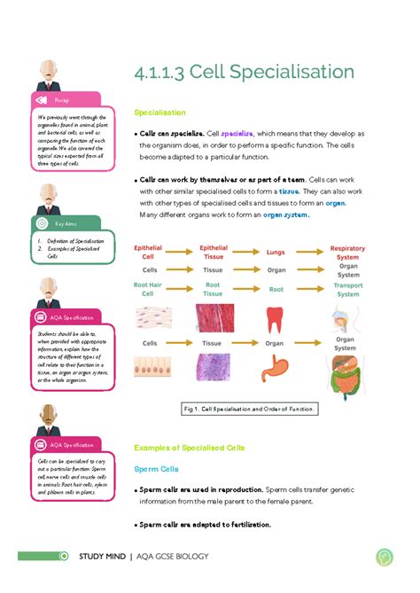 113 Cell Specialisation 411 Cell Specialisation Specialisation