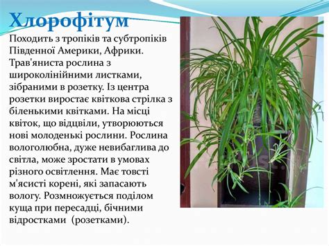 Вибір видів кімнатних рослин для вирощування в певних умовах Практична