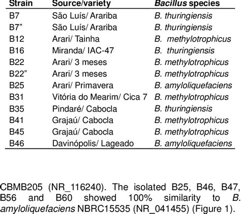 Identification And Molecular Origin Of Bacillus Spp Isolates Obtained Download Scientific
