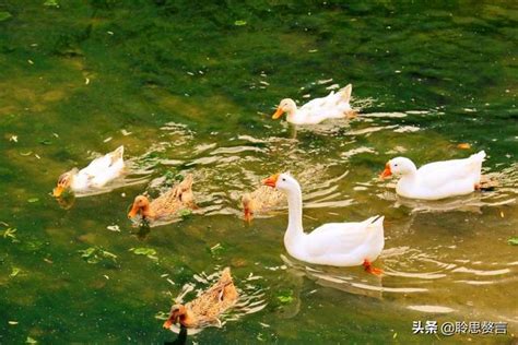 詠鵝詩精選十首 白毛浮綠水紅掌撥清波 每日頭條