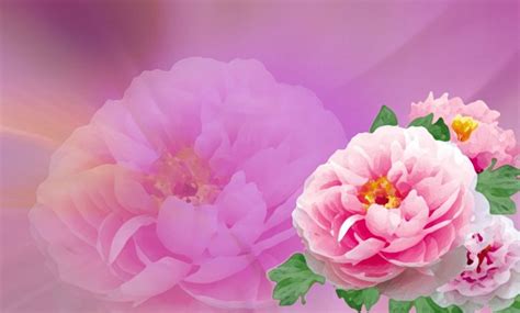 牡丹（ボタン）の「花言葉・英語・5つの別名」を由来付きで紹介！ 春夏秋冬