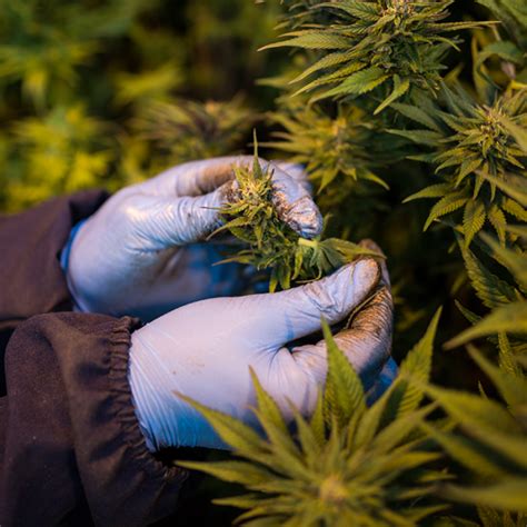 Governo De Sp Veta Projeto Que Incluiria Medicamento à Base De Cannabis