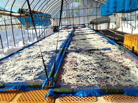 【雪下貯蔵、固定種大根使用】寒さで甘みが増した天日干し切り干し大根（30g×6パック）：青森県産の加工品｜食べチョク｜産地直送産直お