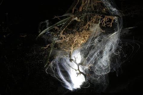 Premium Photo High Angle View Of Spider On Web