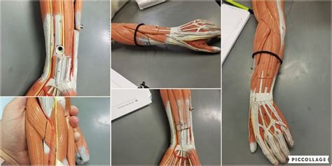 Muscles Of Forearm Diagram Quizlet