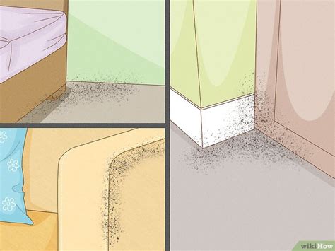 How To Get Rid Of Bed Bugs An Easy Step By Step Guide