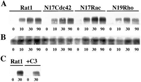 A Role For Rho And Cdc42 In Integrin Mediated Tyrosine Phosphorylation