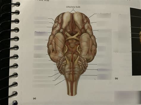 Sheep Brain Inferior View Diagram Quizlet
