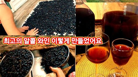 포도 와인 이렇게 하니 최고 이네요 2가지 방법 높은 알콜 만들기 Youtube